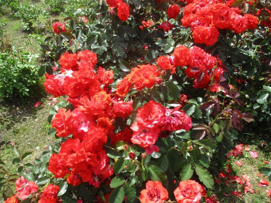 霊山寺のバラ鑑賞: 人生楽しく