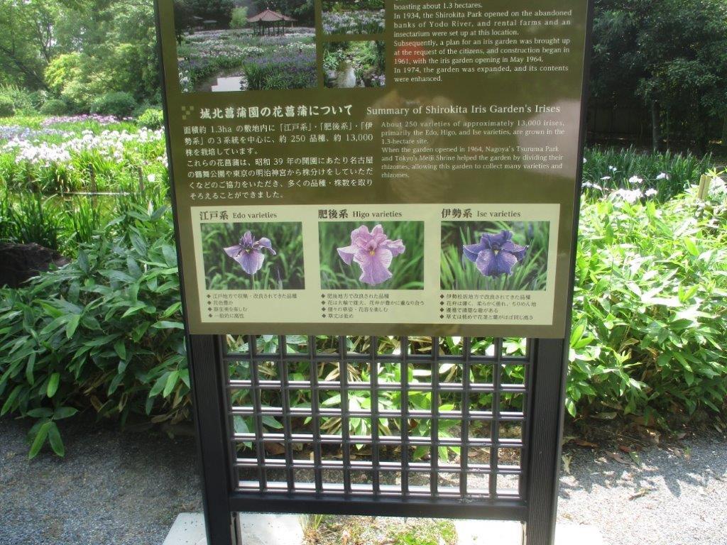 城北公園の花菖蒲: 人生楽しく