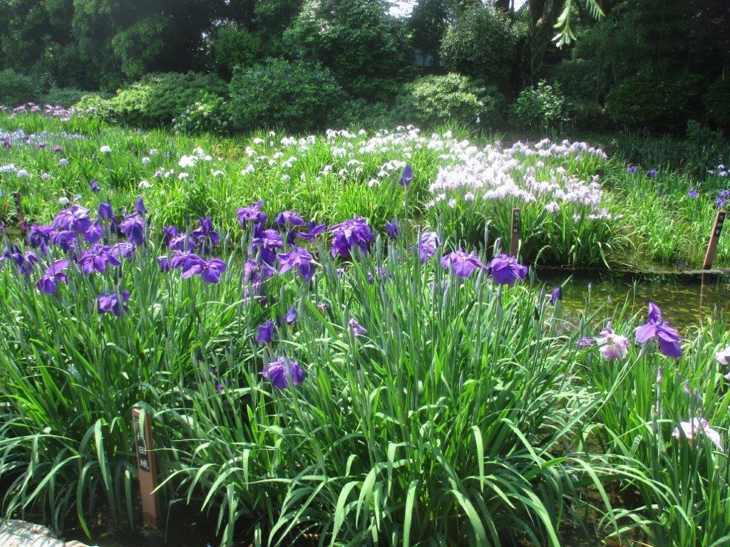 城北公園の花菖蒲: 人生楽しく
